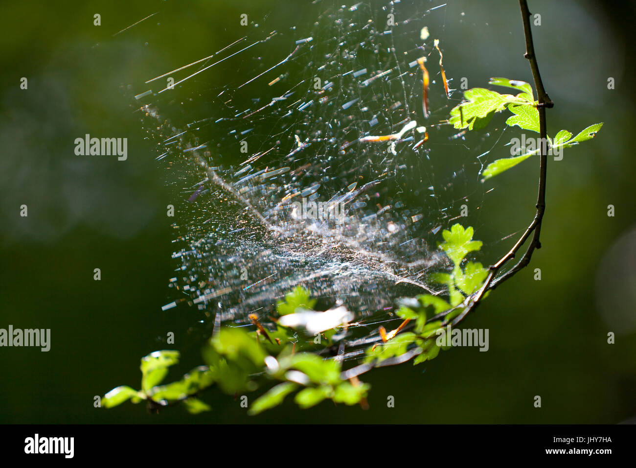 Spider net in a branch spiderweb on a branch hi-res stock photography ...