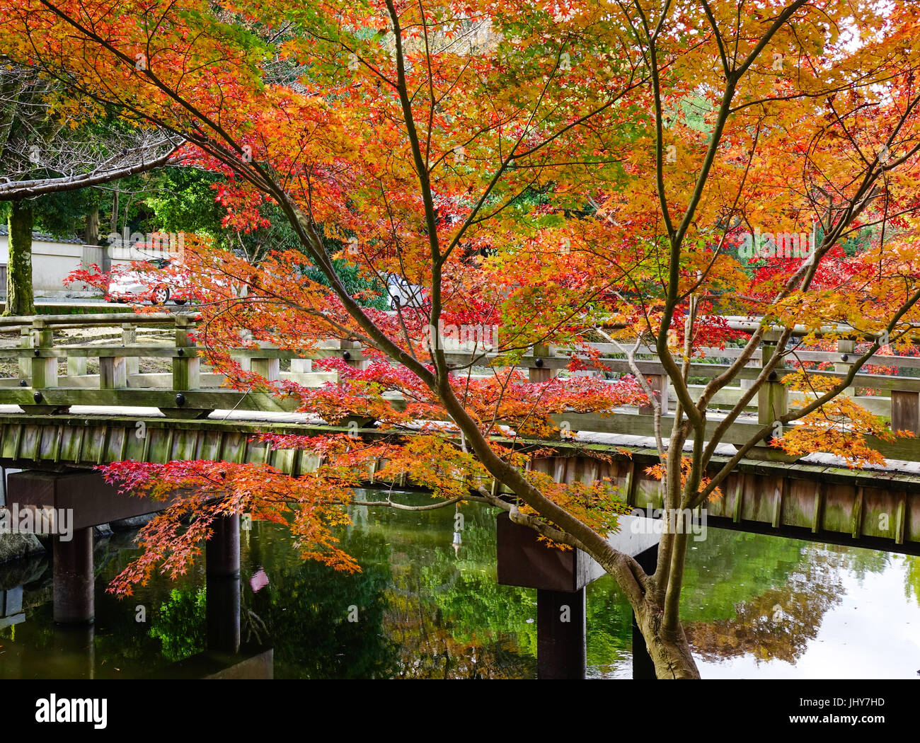 Red maple trees with wooden bridge at the park in Nara, Japan. In 2010 ...