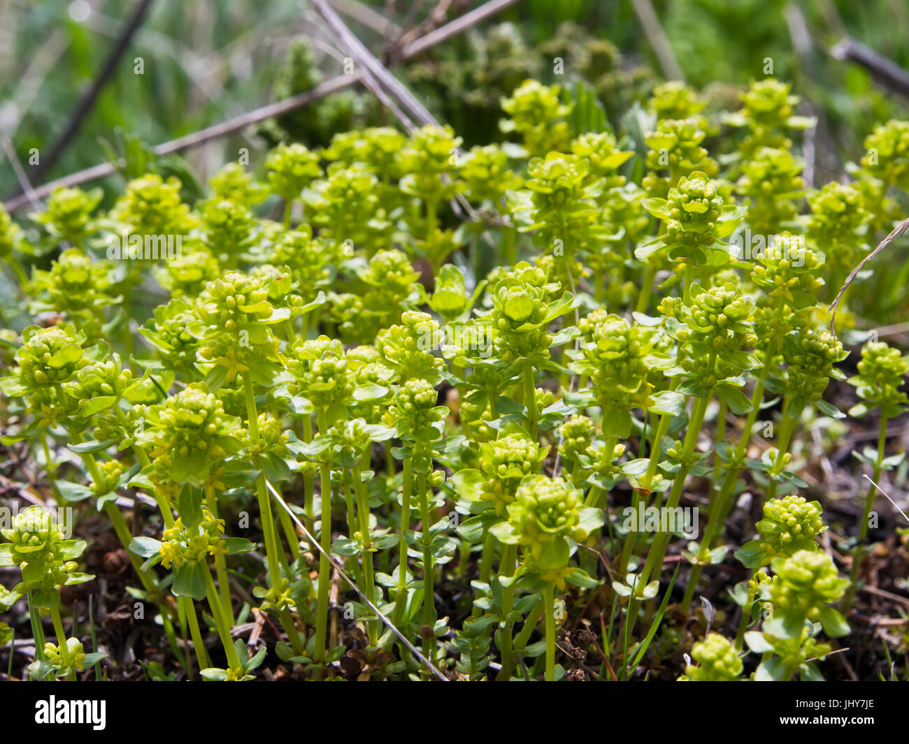 Small and unimposing but bright yellow green in springtime possibly ...