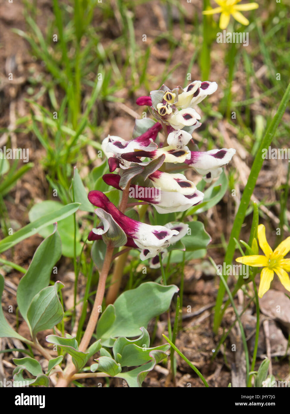 The red and white Corydalis erdelii from the Papaveraceae family, in ...