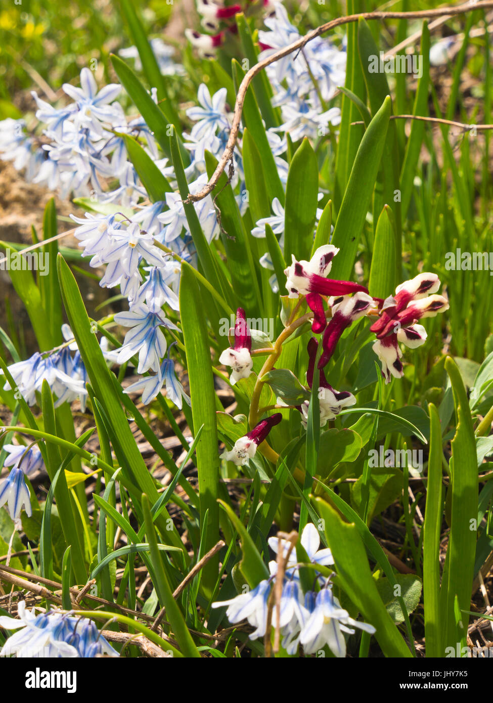 The red and white Corydalis erdelii , and blue and white Puschkinia ...