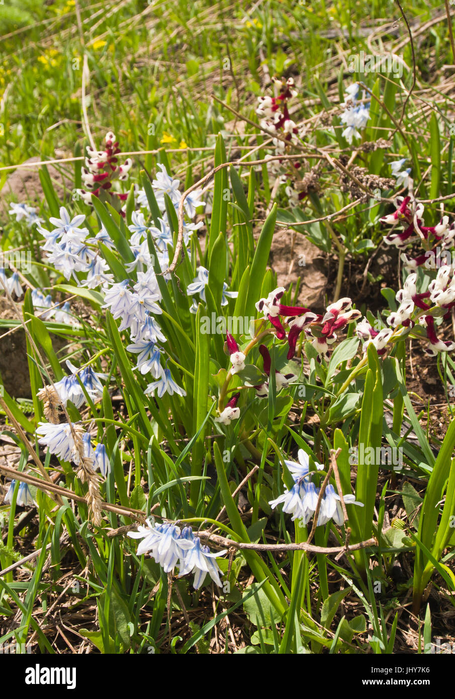 The red and white Corydalis erdelii , and blue and white Puschkinia ...