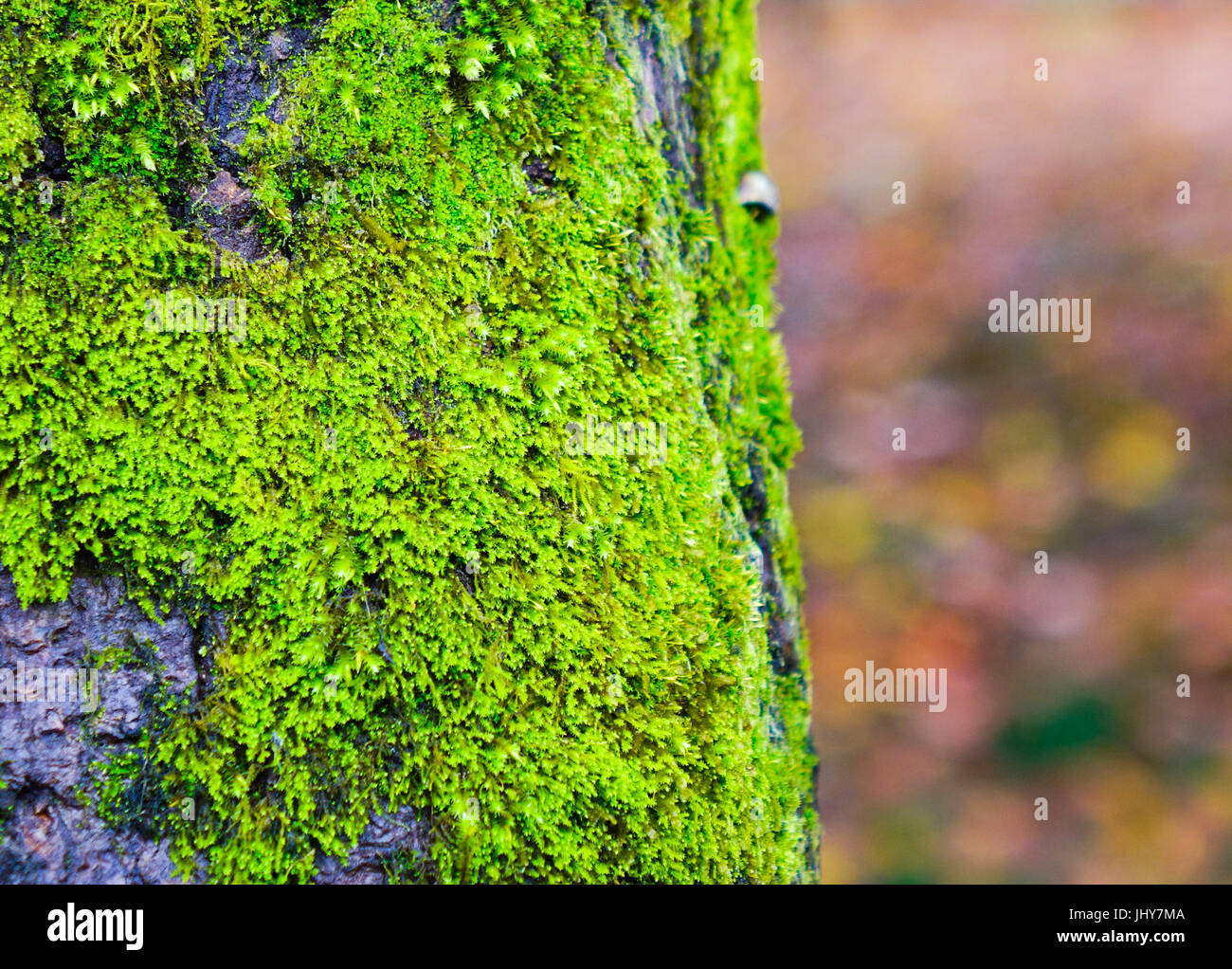 Bright green moss on tree with autumn leaves background in Japanese ...