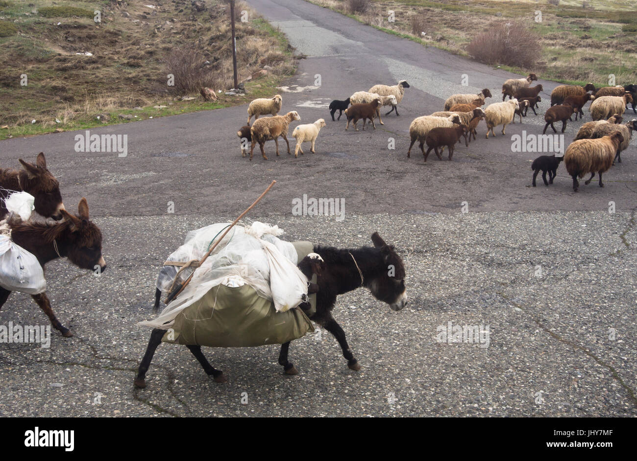 Donkeys carrying load hi-res stock photography and images - Alamy
