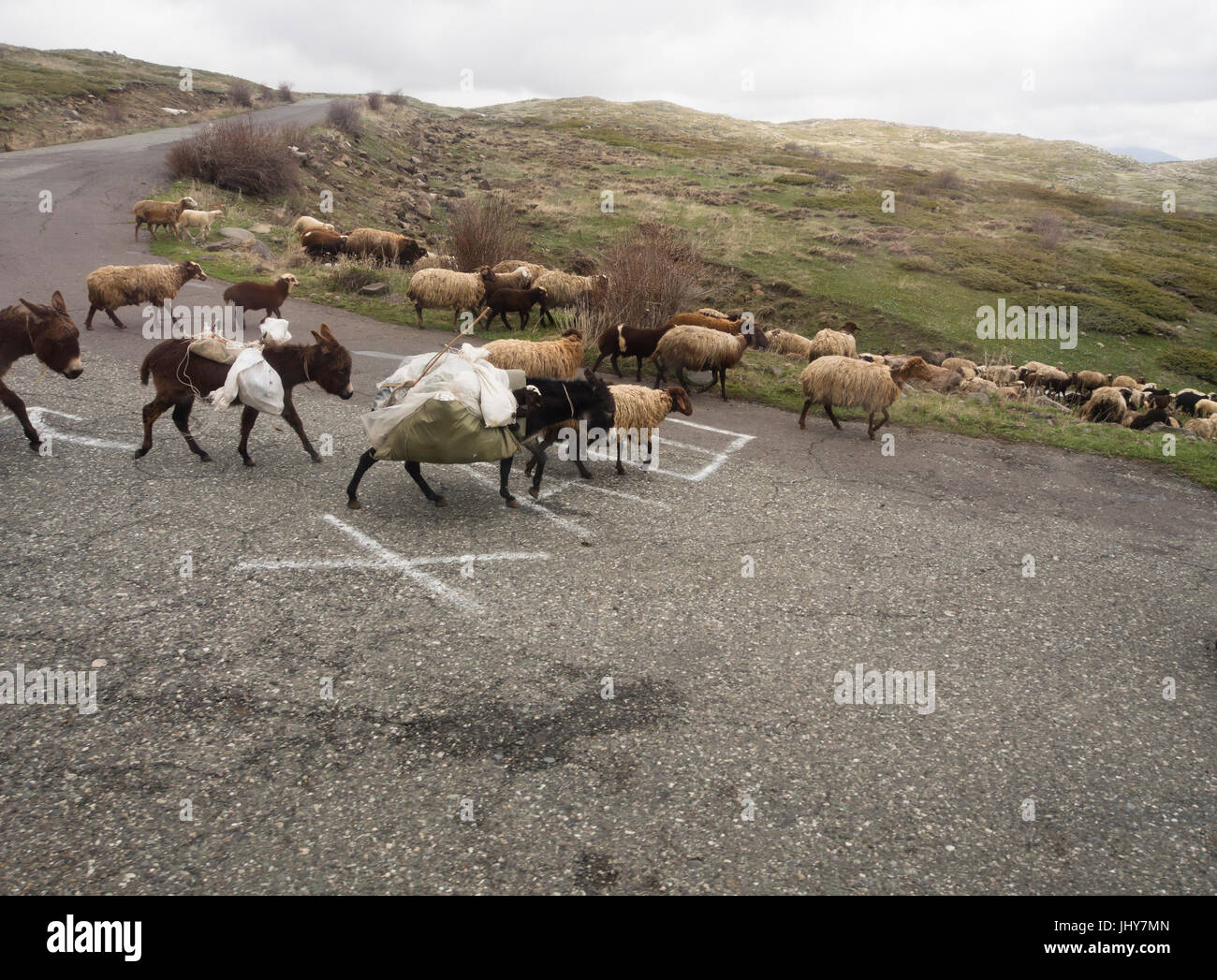 Donkeys carrying load hi-res stock photography and images - Alamy
