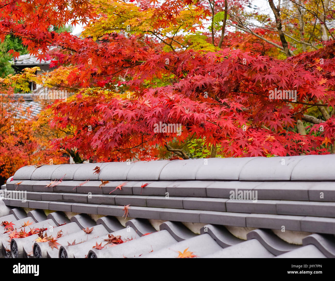 Autumn trees at the Japanese garden in Kyoto, Japan. Kyoto contains ...