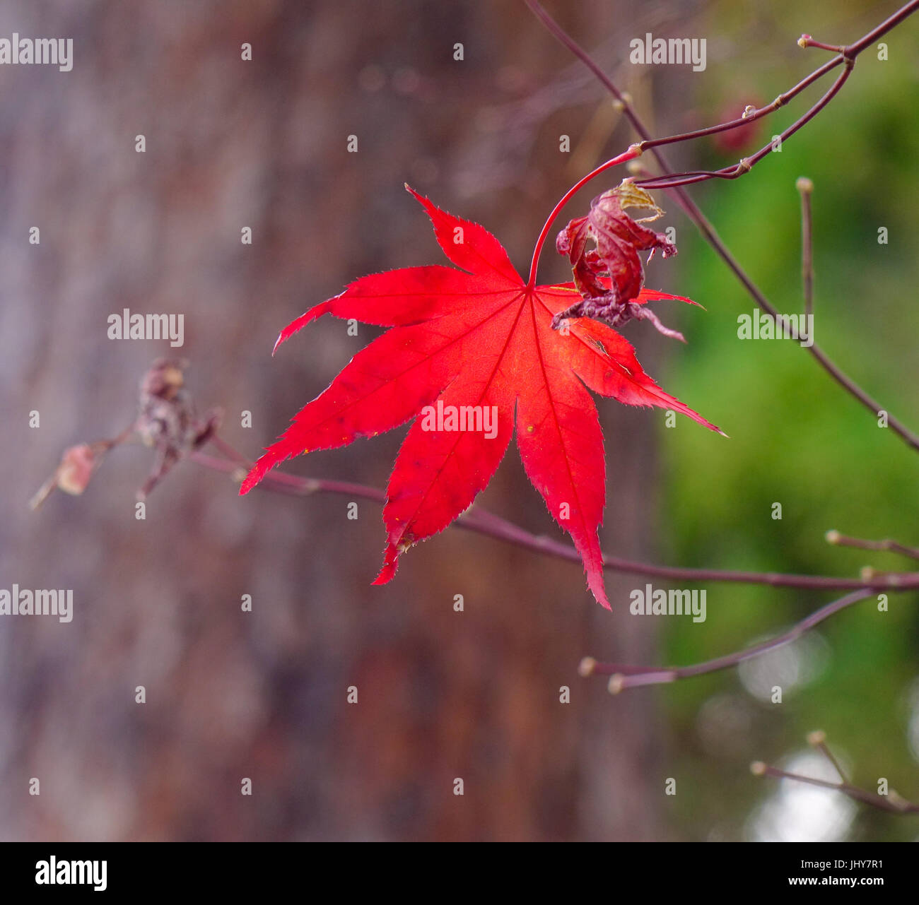 Japanese garden in central kyoto hi-res stock photography and images ...