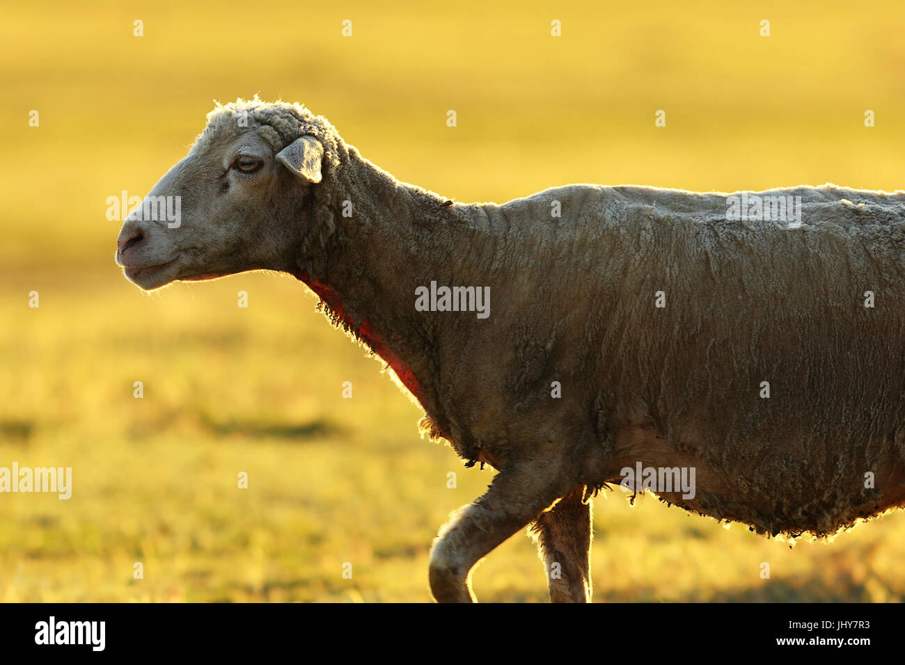 Sheep in beautiful countryside hi-res stock photography and images - Alamy
