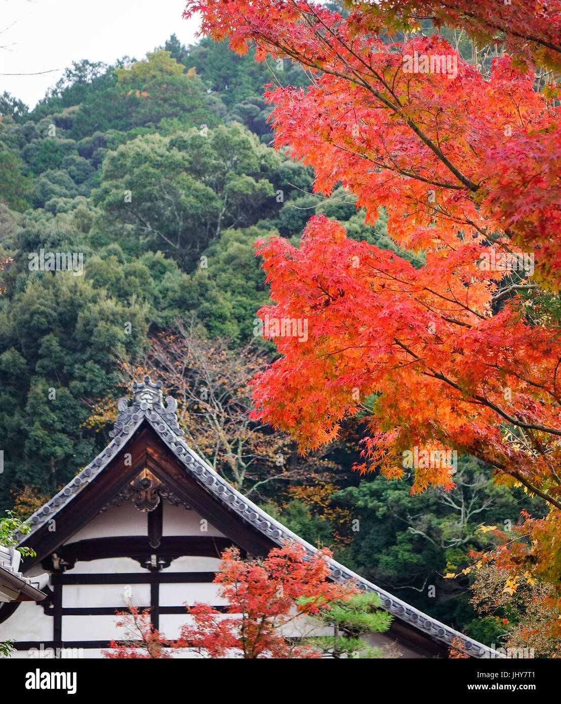 Autumn trees with Main Hall of Eikando Temple in Kyoto, Japan. Eikando ...