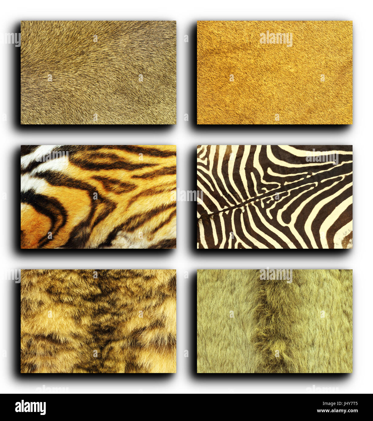 collection of wild animals fur over white background, leather textures ...