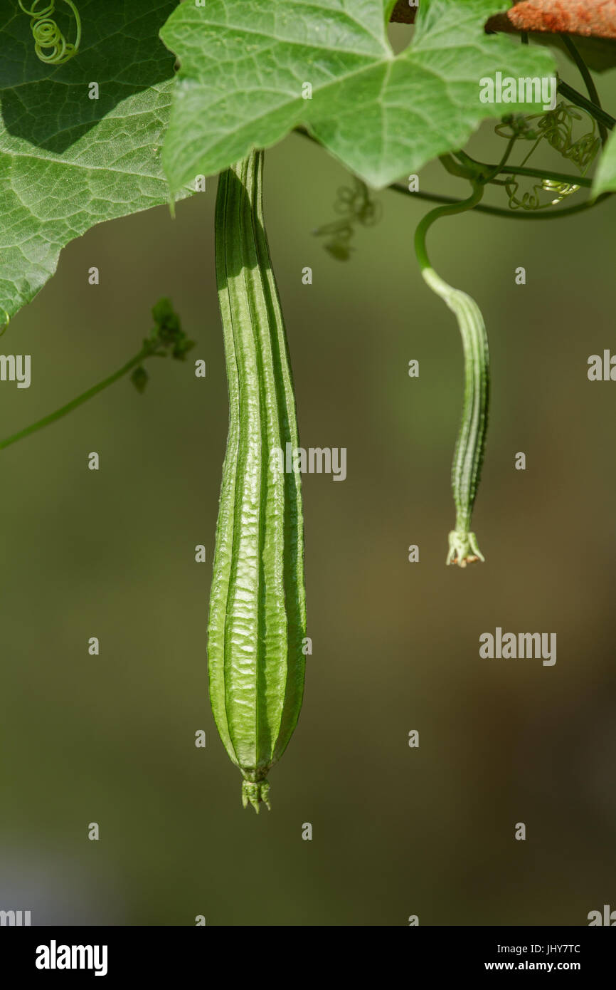 Angled loofah growing in my garden Stock Photo - Alamy