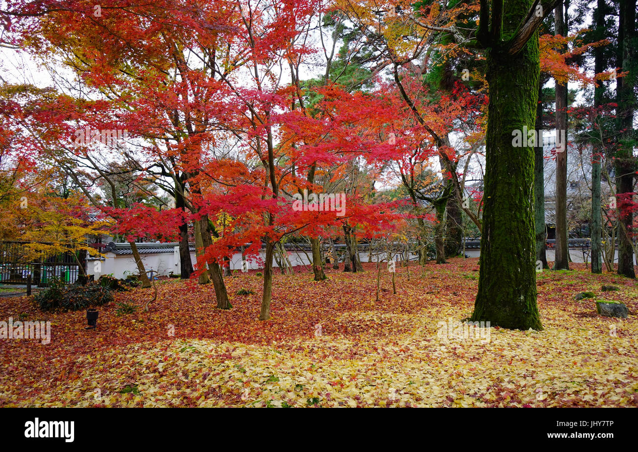 Autumn trees in Japanese garden of Eikando Temple in Kyoto, Japan ...