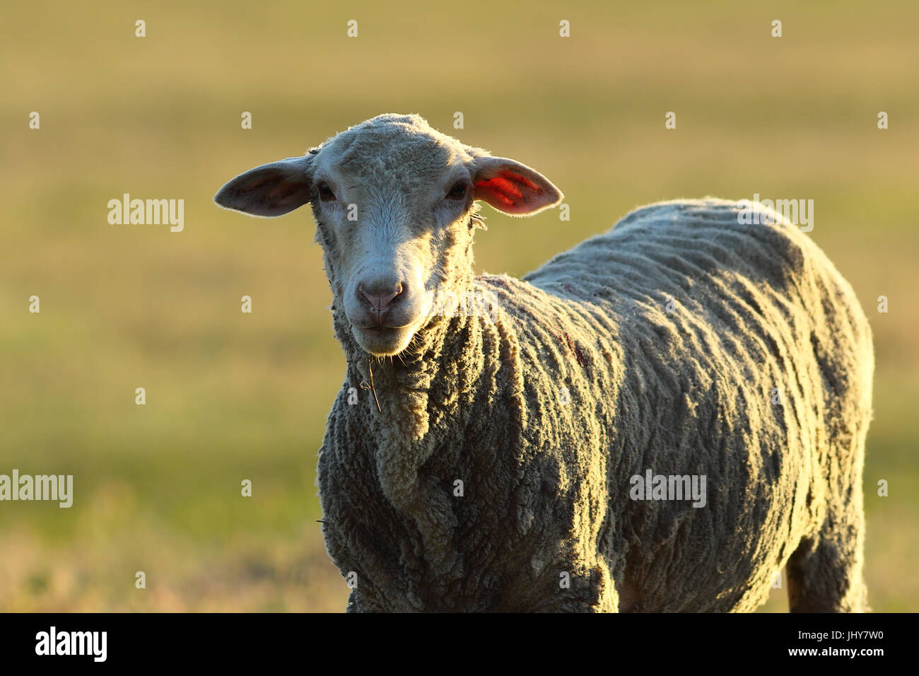 curious white sheep looking at the camera Stock Photo - Alamy
