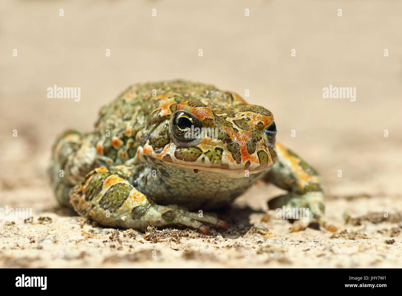 cute european green toad ( Bufotes viridis Stock Photo - Alamy