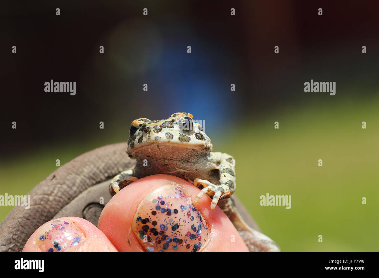 cute european green toad standing on woman foot ( Bufotes viridis Stock ...