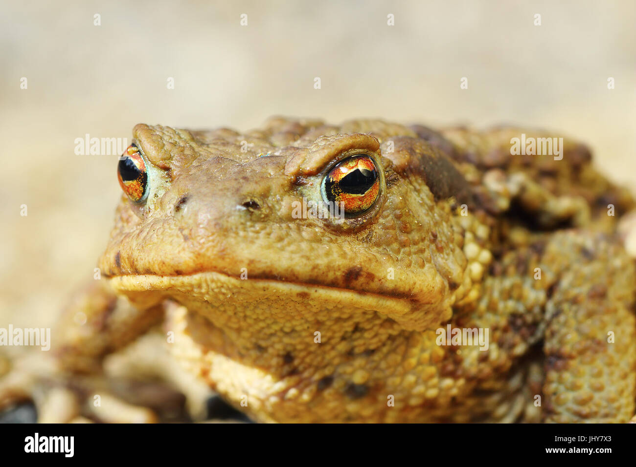 Image toad hi-res stock photography and images - Alamy