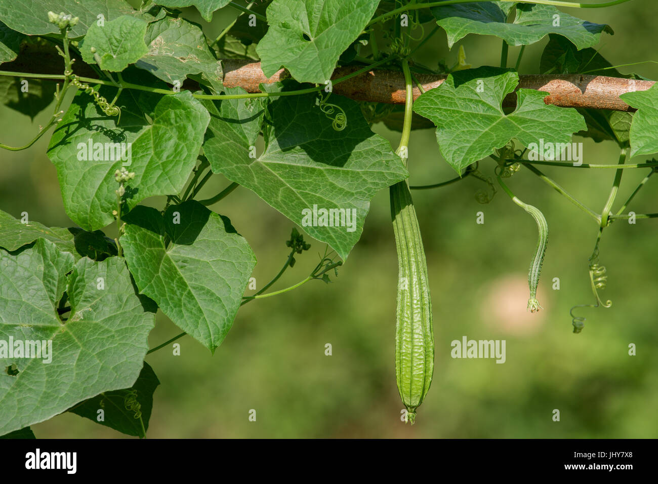 Angled loofah growing in my garden Stock Photo - Alamy