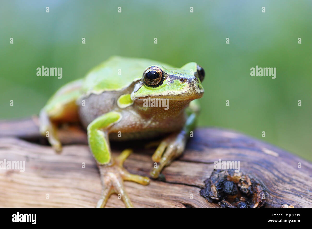 cute green european tree frog standing on a stump ( Hyla arborea Stock ...