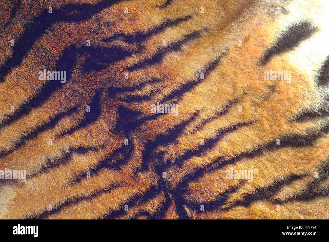 Tiger skin texture hi-res stock photography and images - Alamy