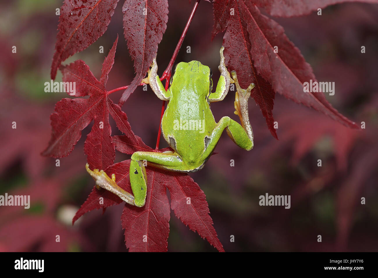green tree frog climbing on leaves ( Hyla arborea Stock Photo - Alamy