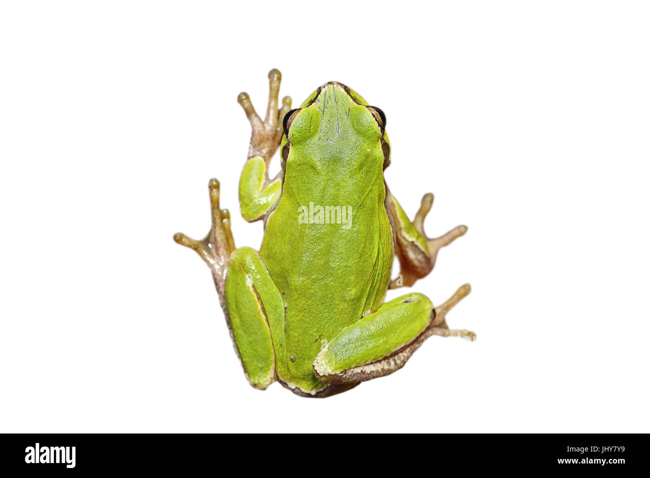 cute european green tree frog isolated over white background, full ...