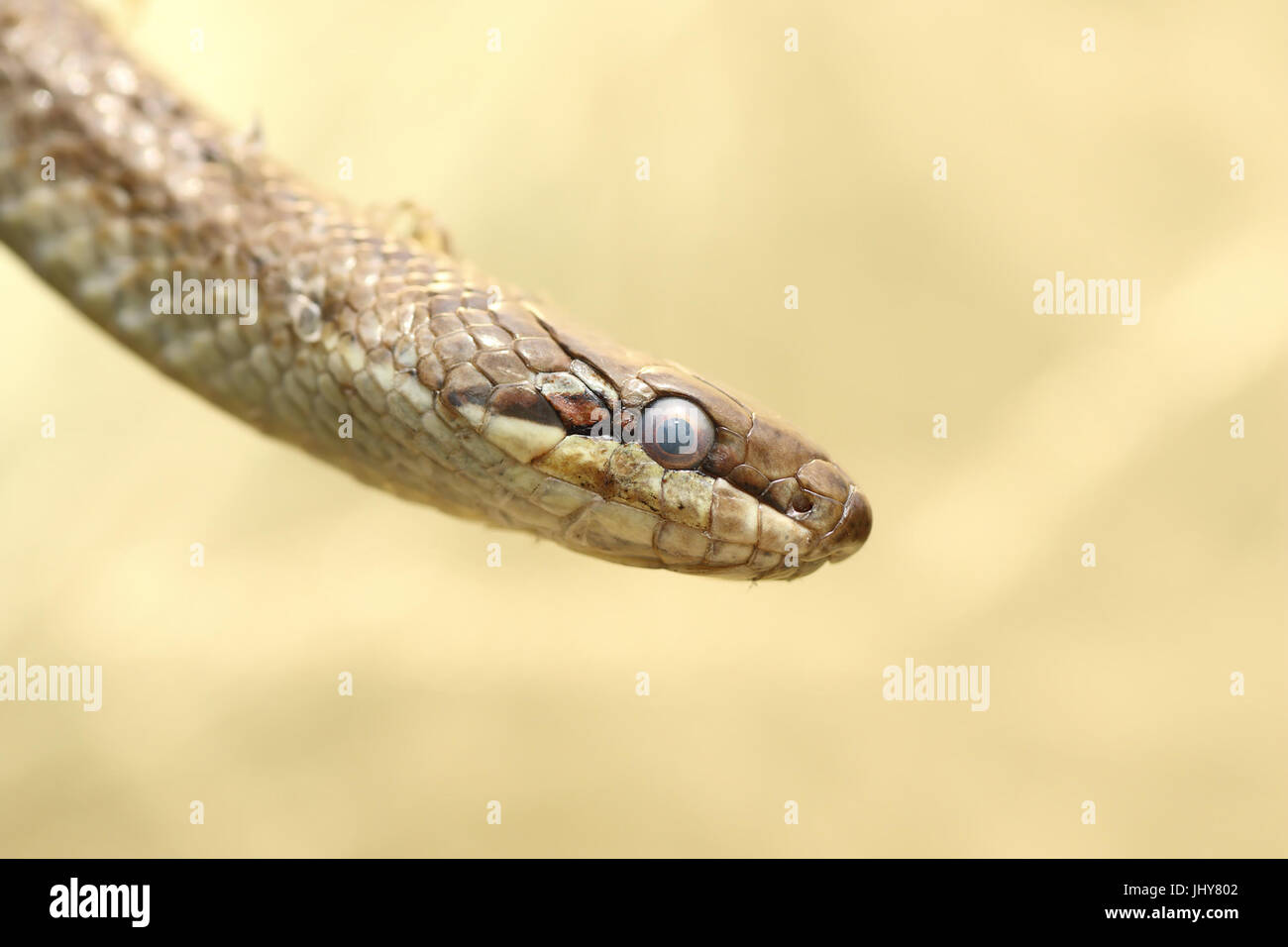 Rare Smooth Snake High Resolution Stock Photography and Images - Alamy