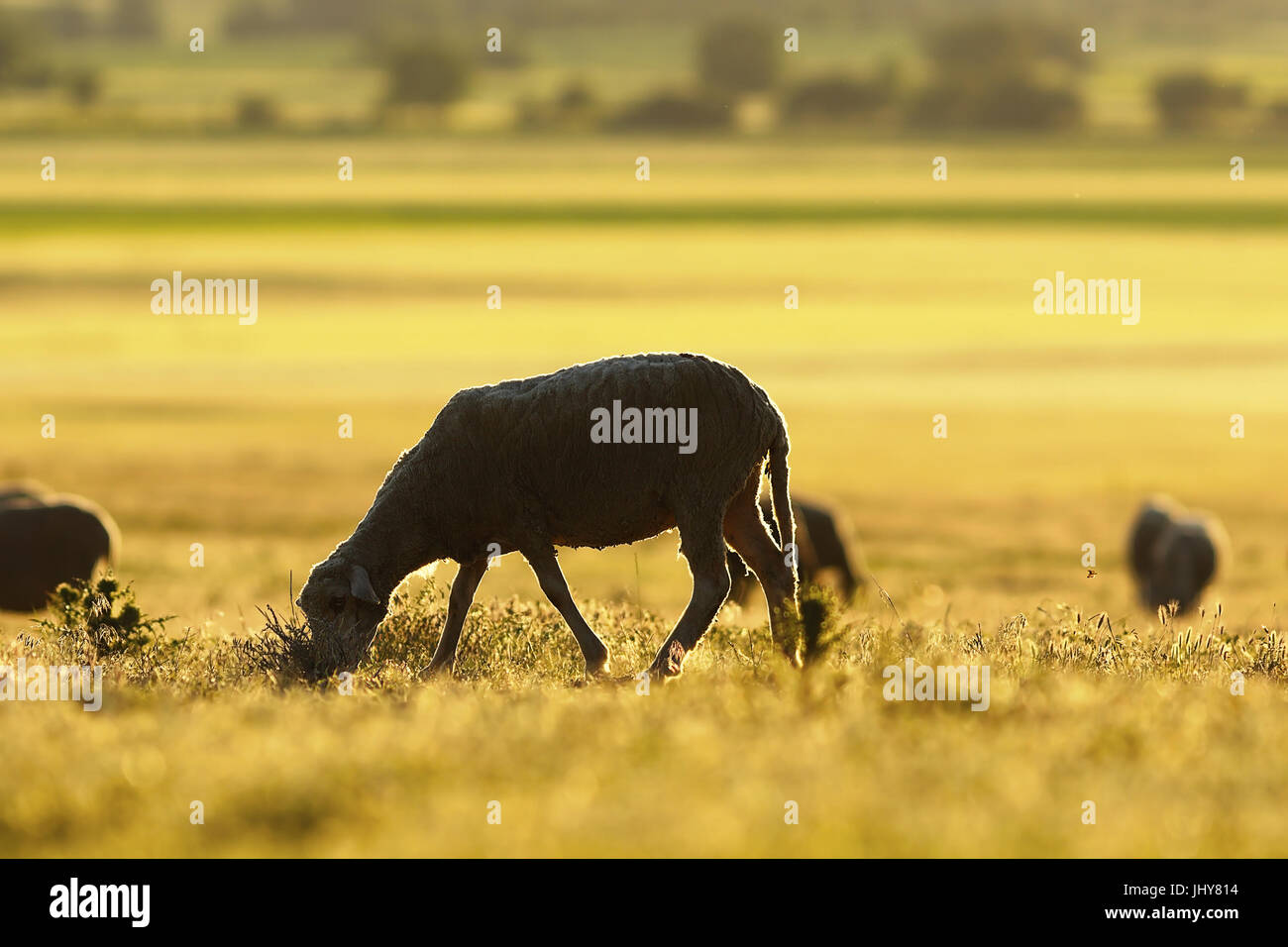Sheep in natural environment hi-res stock photography and images - Alamy