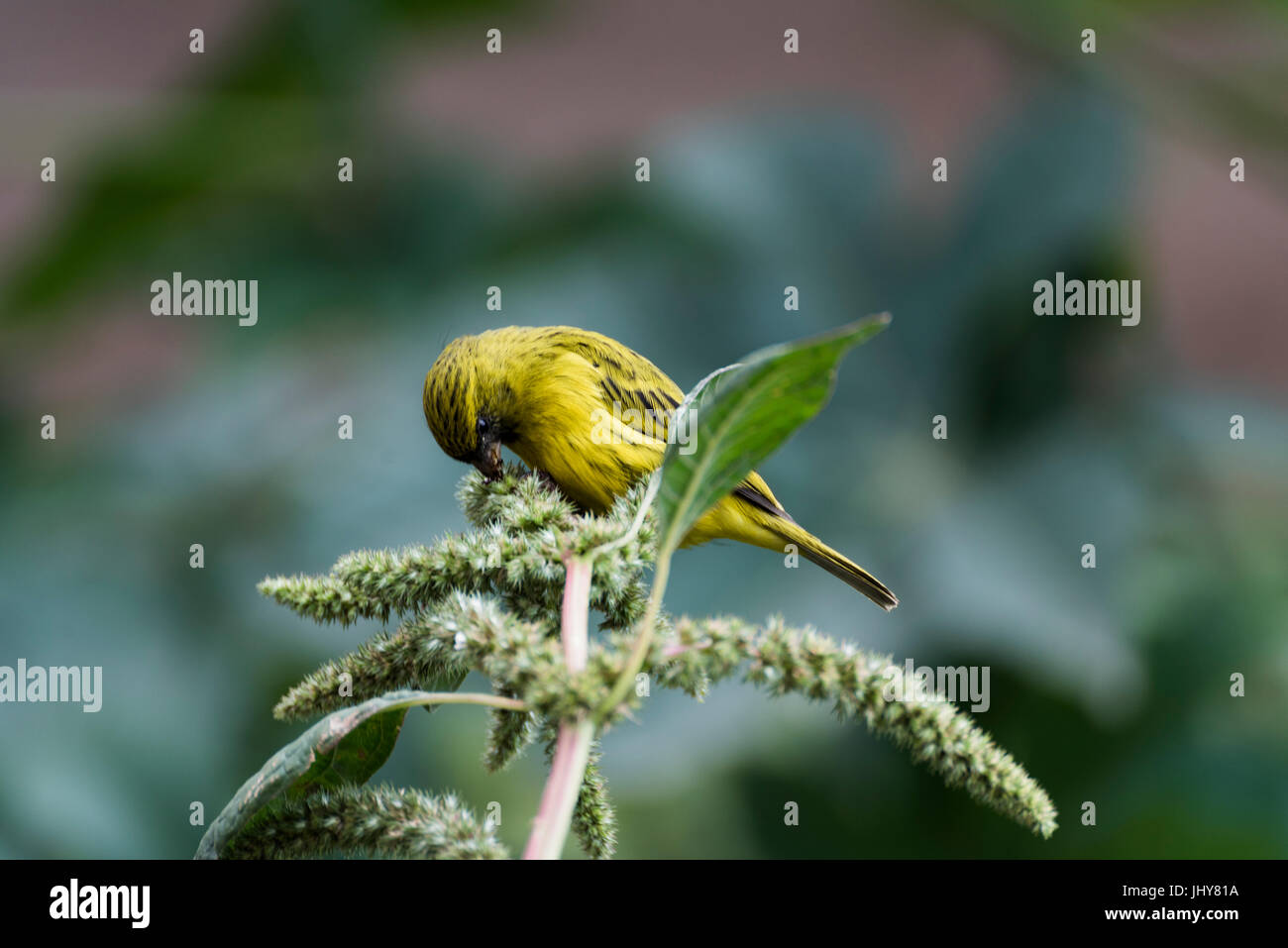 Serinus citrinelloides hi-res stock photography and images - Alamy