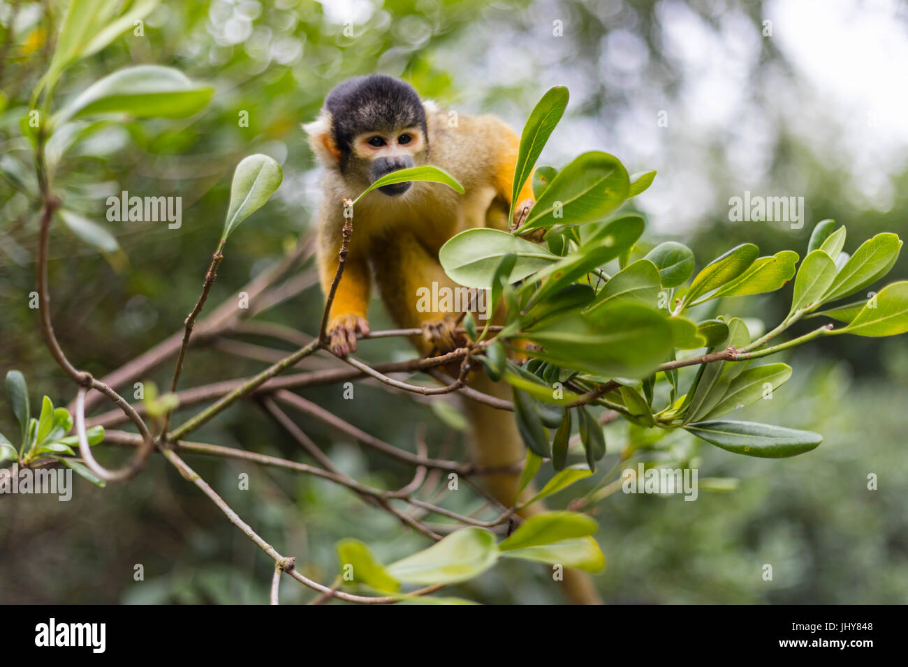 Ginger squirrel monkey with black head climbing in a tree Stock Photo ...