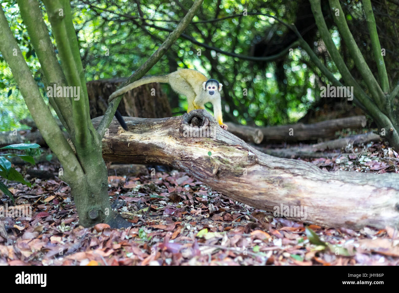 Ginger squirrel monkey with black head standing on a tree trunk Stock ...