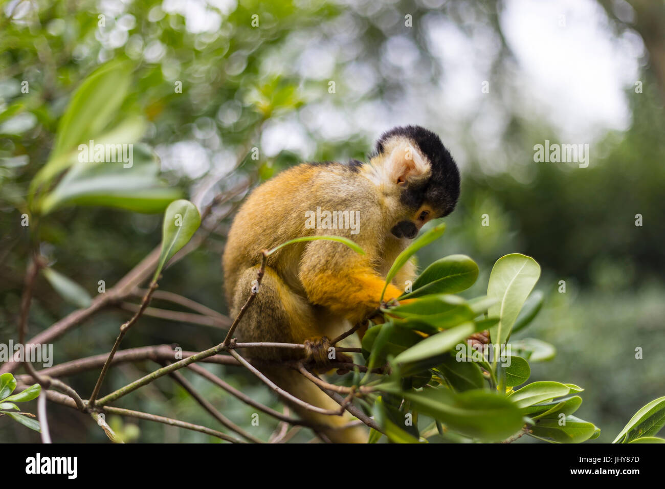 Ginger squirrel monkey with black head playing with leaves on a tree ...