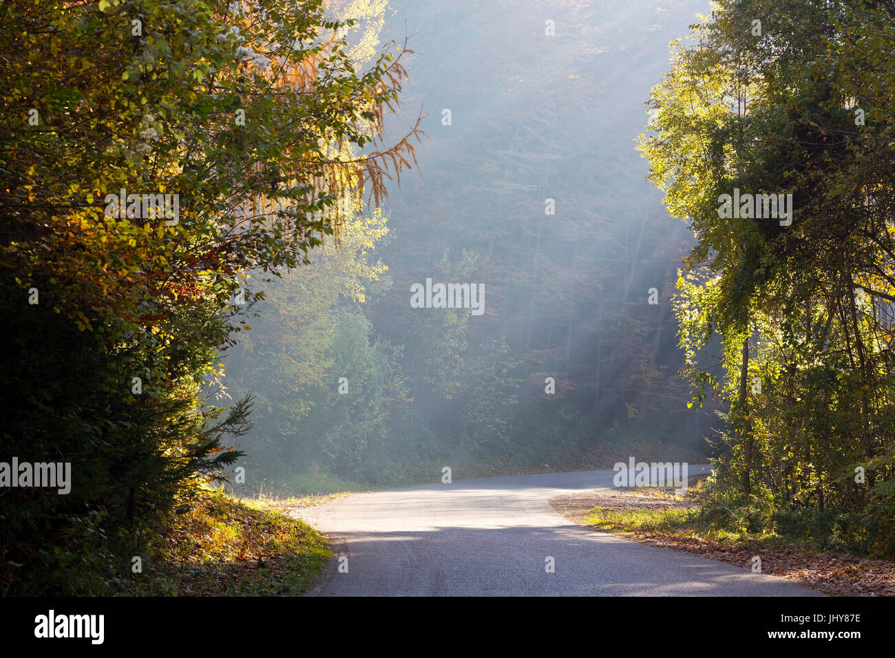 Sunrays in the wood in the Sunday mountain, fruit juice quarter, Lower ...