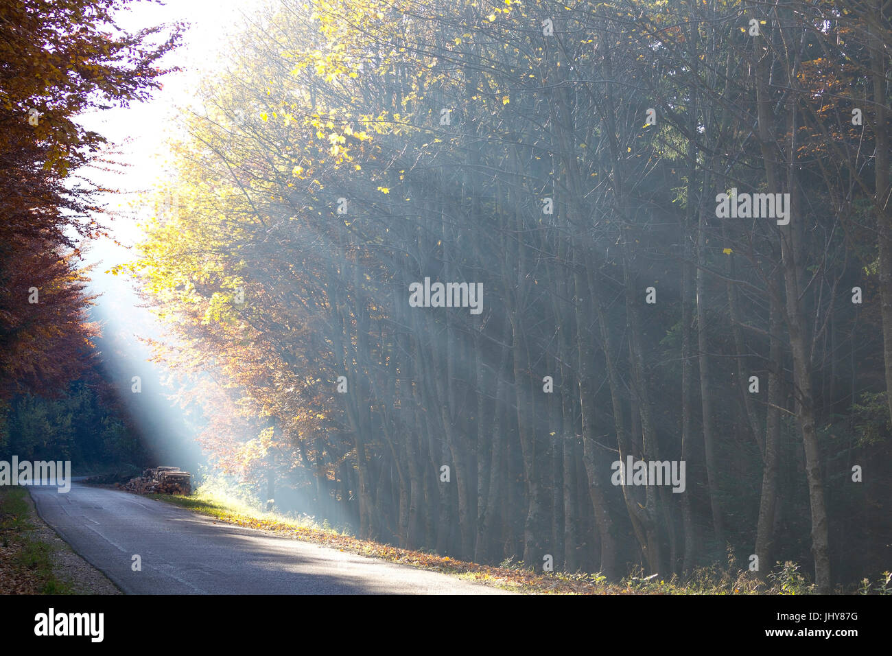 Sunrays in the wood in the Sunday mountain, fruit juice quarter, Lower ...