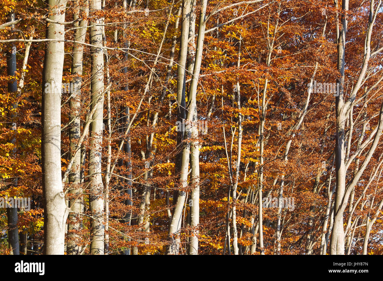 Beeches in autumn, Sunday mountain, fruit juice quarter, Lower Austria ...