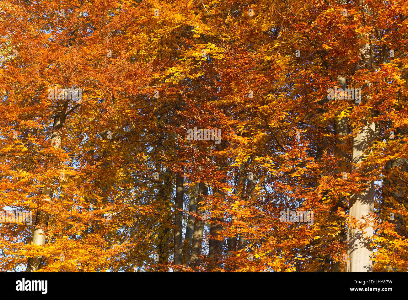 Beeches in autumn, Sunday mountain, fruit juice quarter, Lower Austria ...