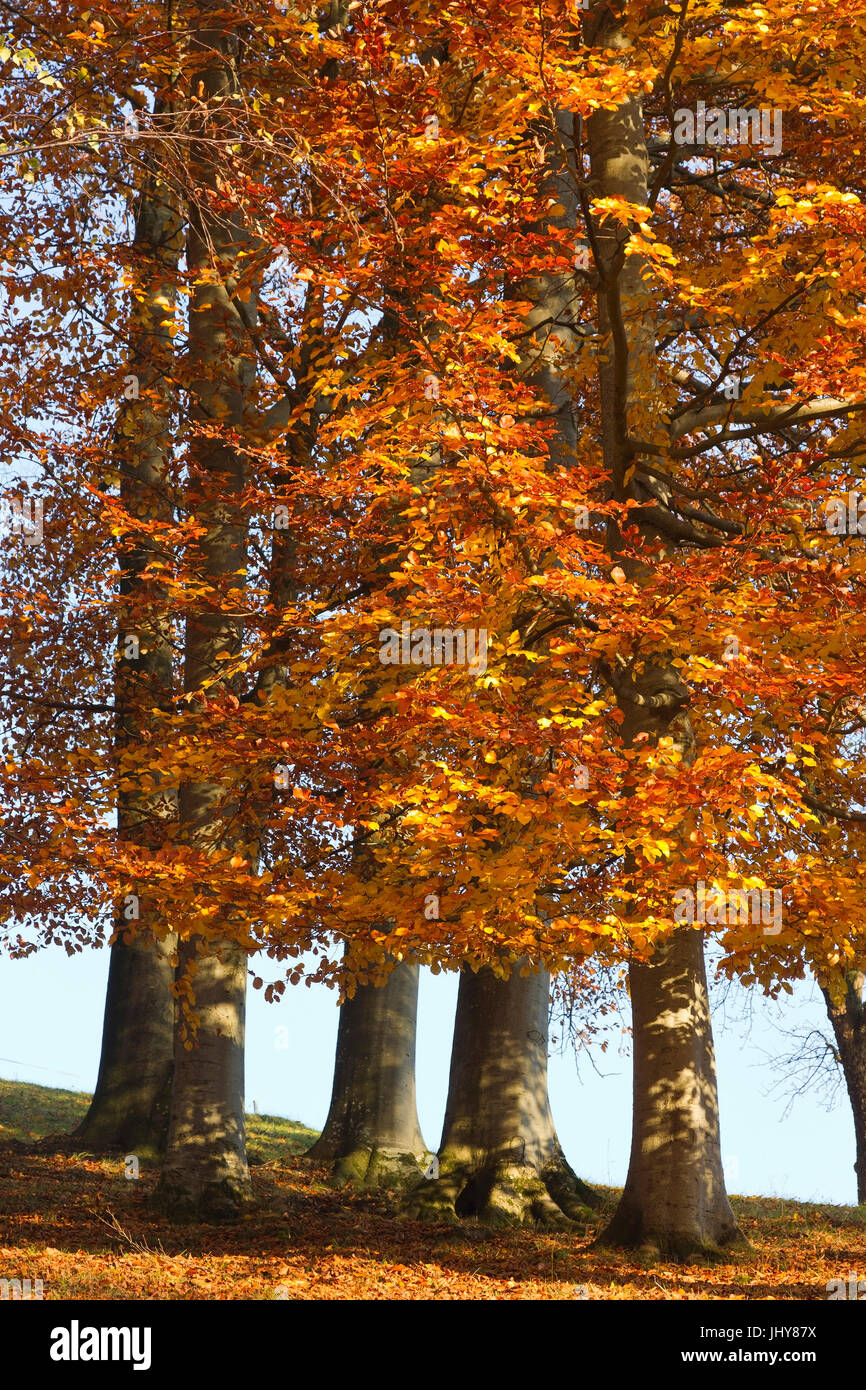 Beeches in autumn, Sunday mountain, fruit juice quarter, Lower Austria ...
