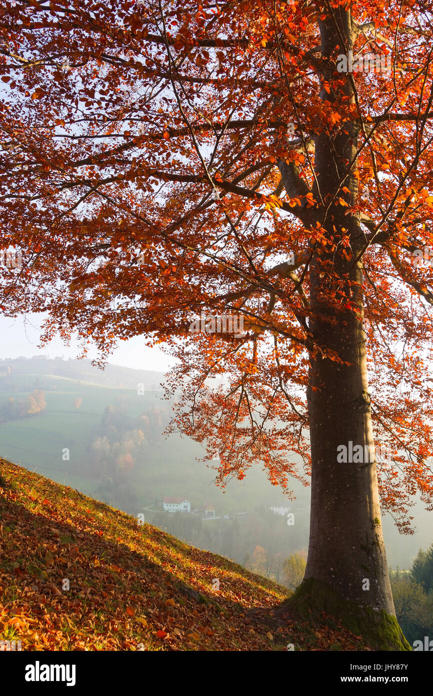 Beech in autumn, Sunday mountain, fruit juice quarter, Lower Austria ...