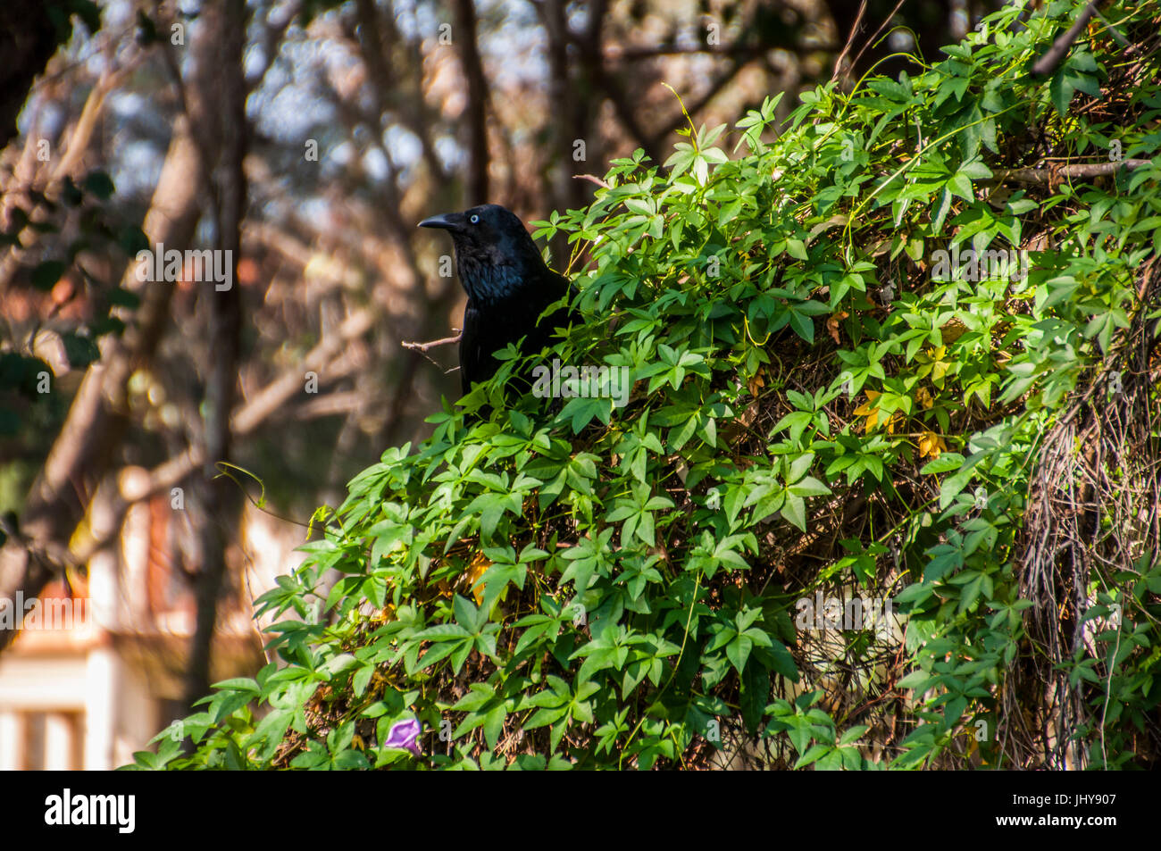 Bird of perth hi-res stock photography and images - Alamy