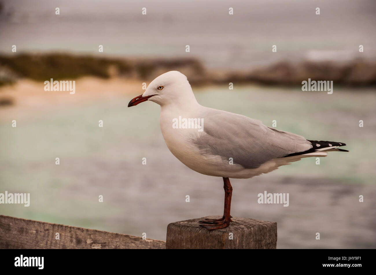 Gull on Rottnest Stock Photo - Alamy