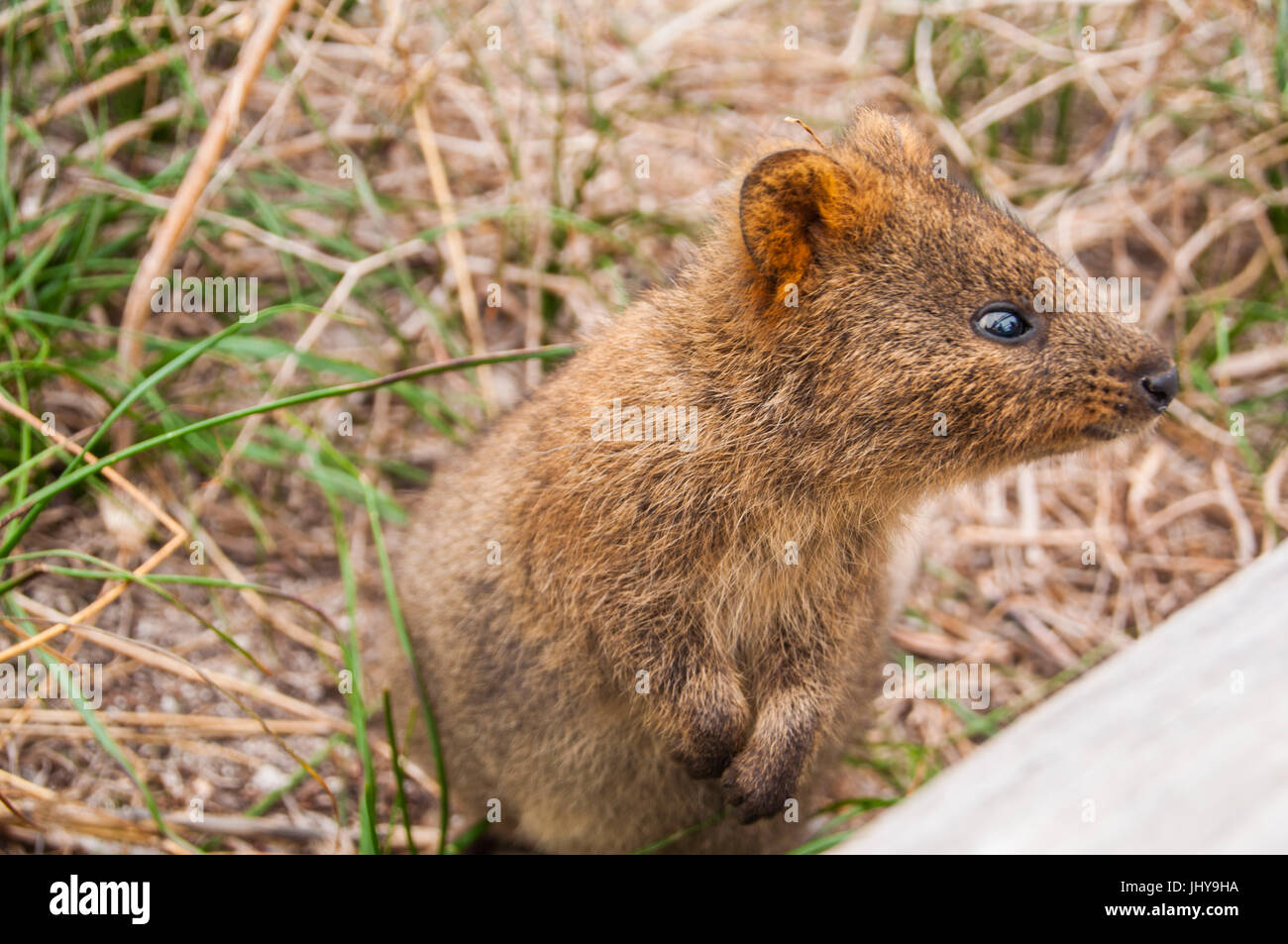 Rottnest quokka beach hi-res stock photography and images - Alamy