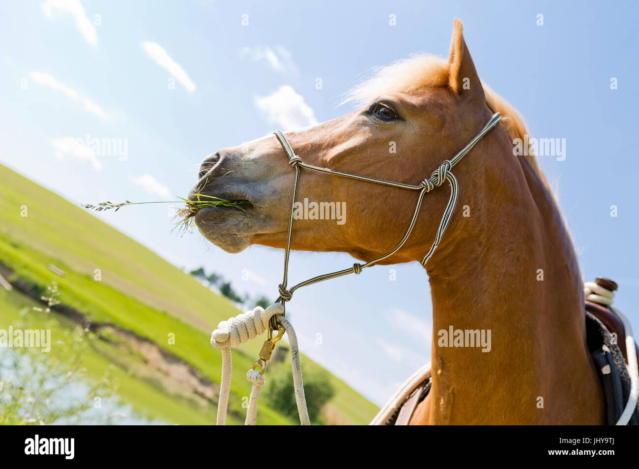 Araber haflinger hi-res stock photography and images - Alamy