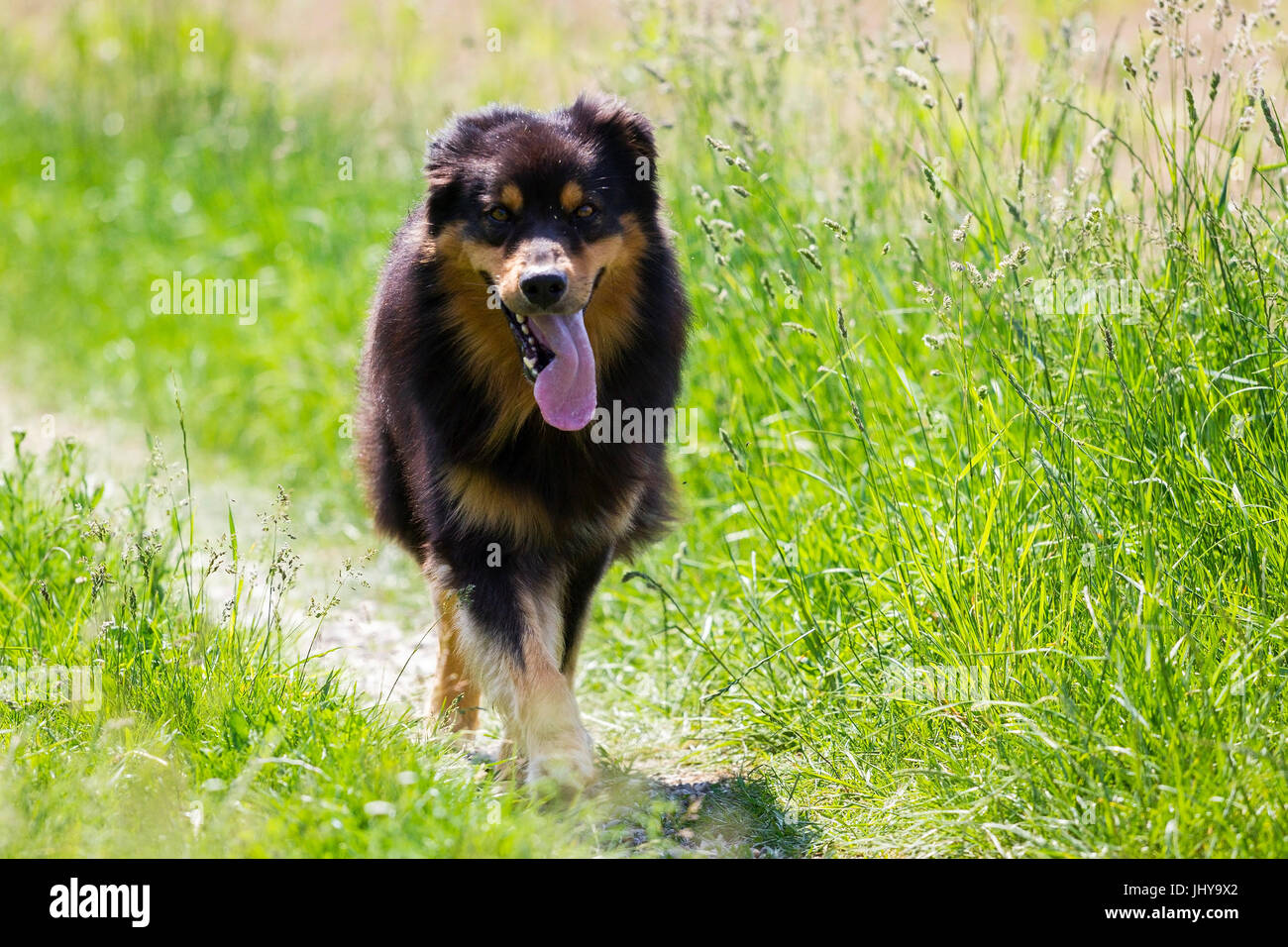 Australian Shepherd runs on country lane - Australian Shepherd ...