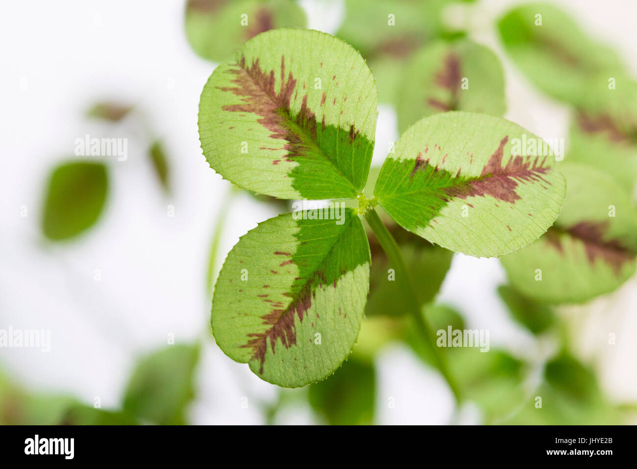 Dreifaltigkeit kleeblatt hi-res stock photography and images - Alamy