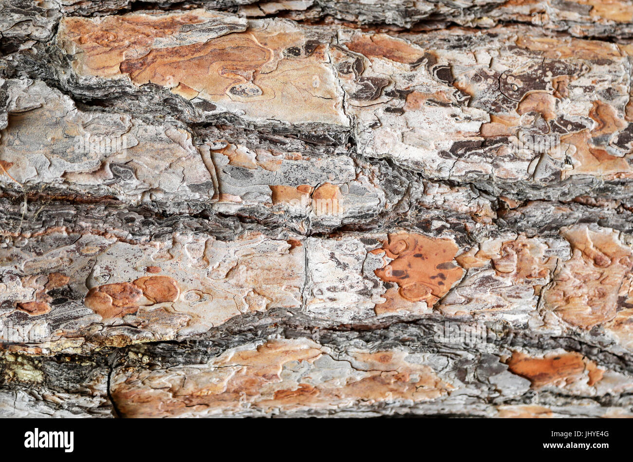 Bark of a tree nature background Stock Photo - Alamy