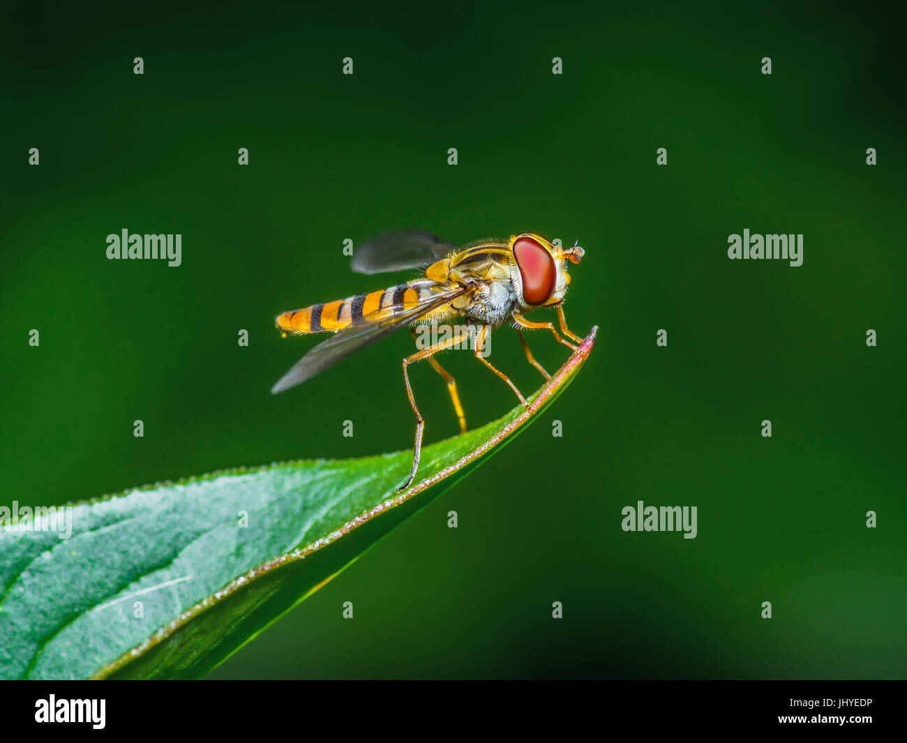 Fruit fly hi-res stock photography and images - Alamy