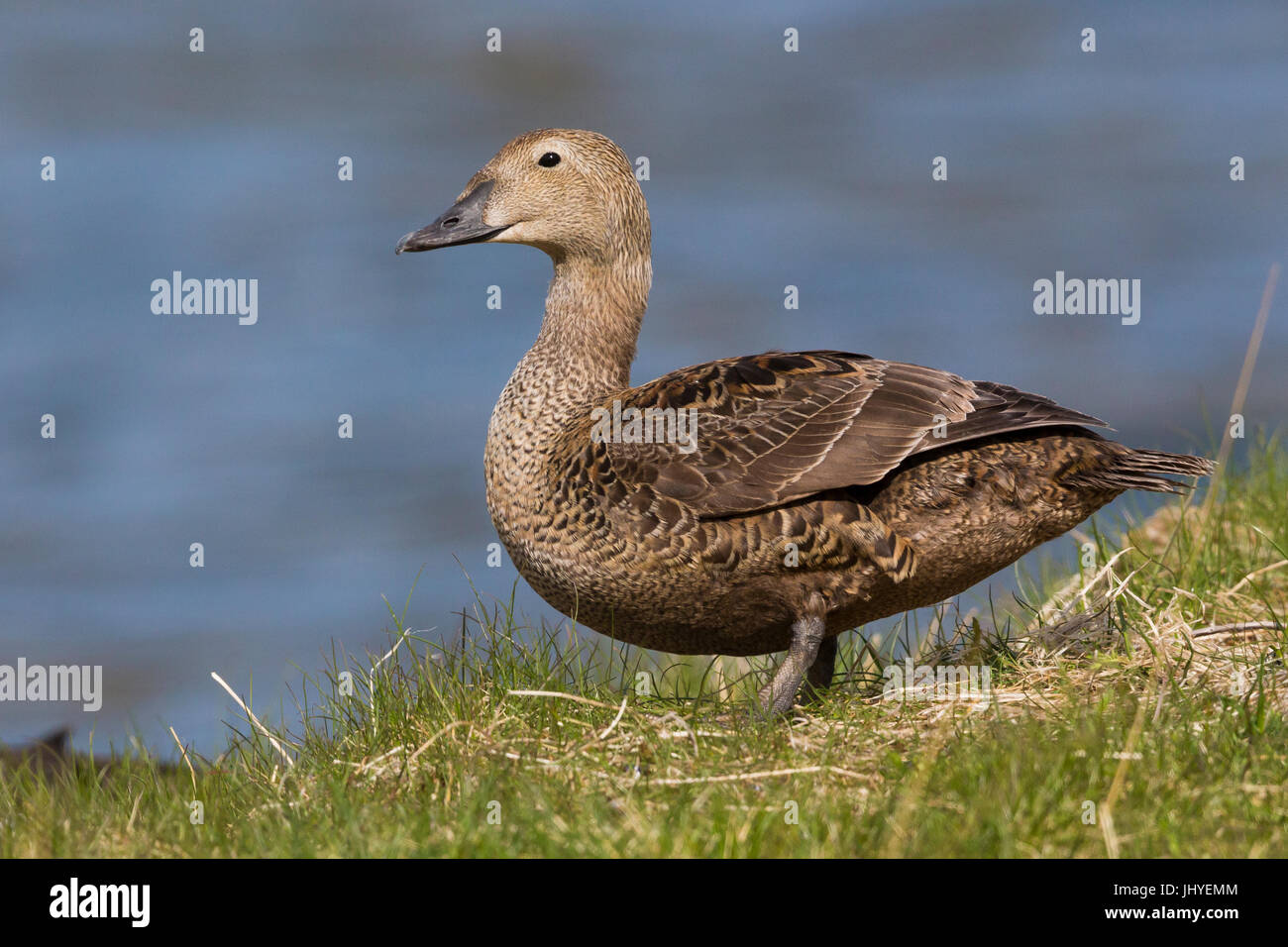 King eider duck hi-res stock photography and images - Alamy