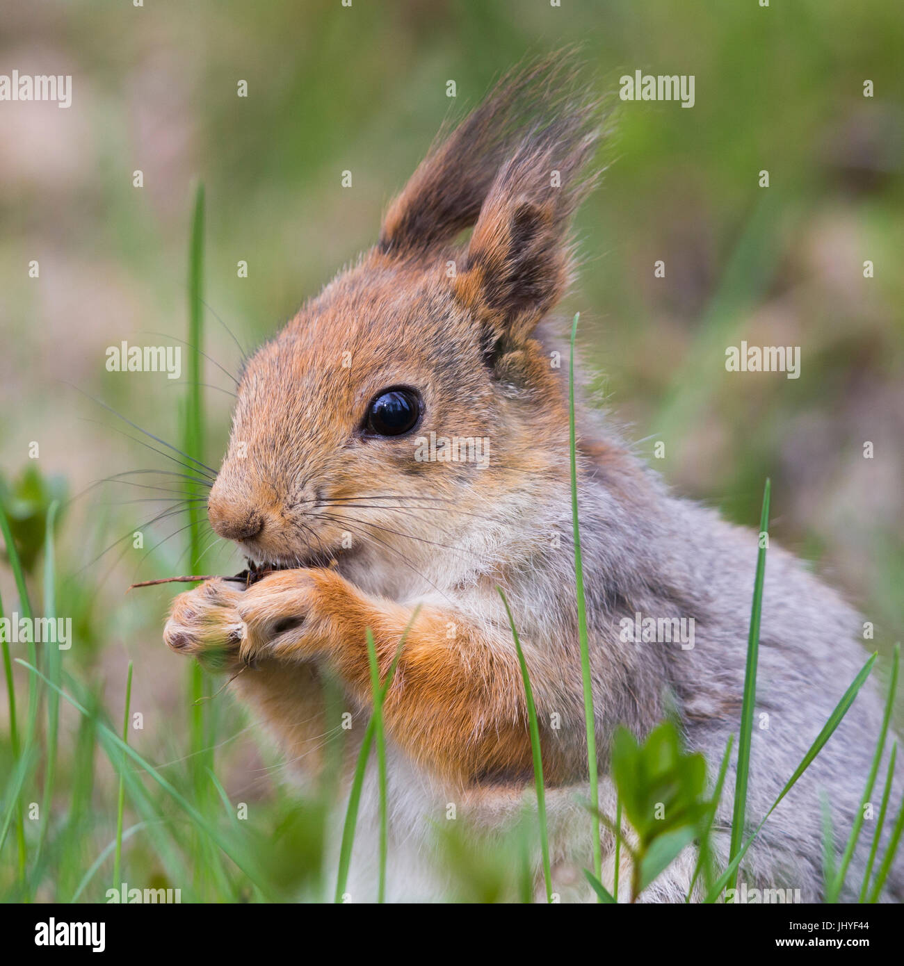 Sciuridae squirrel wildlife hi-res stock photography and images - Alamy