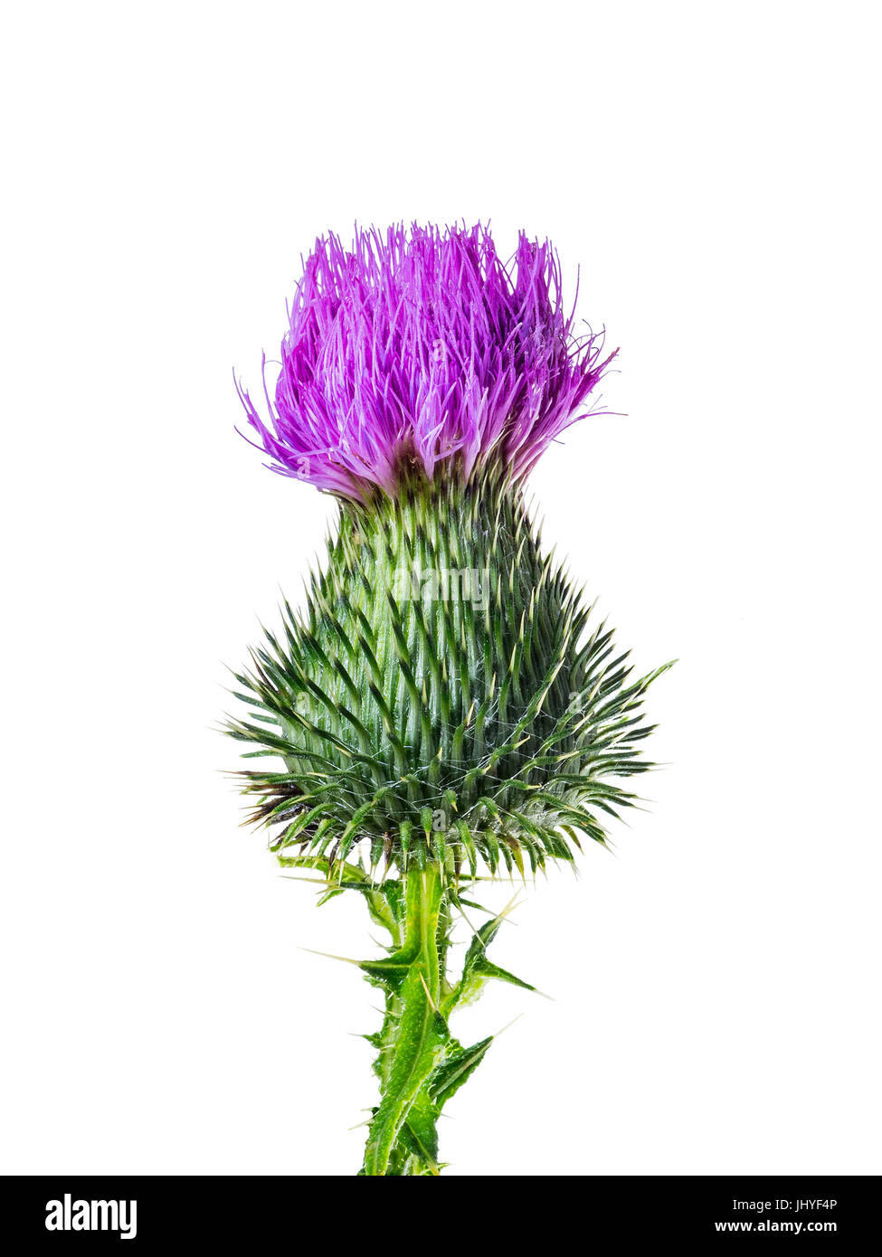 Milk Thistle Flower Medicine Herb Isolated on White Stock Photo - Alamy