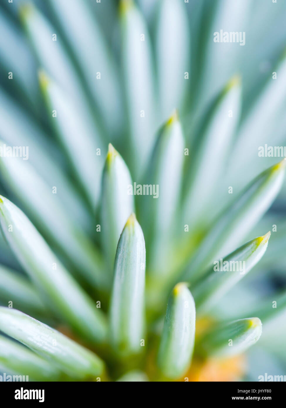 Fir or Spruce Tree Spikes Stock Photo - Alamy