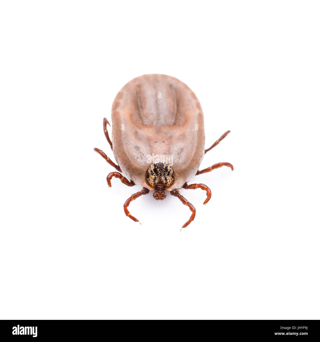 Tick borne encephalitis virus hi-res stock photography and images - Alamy